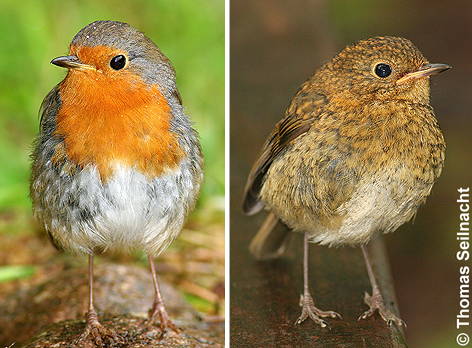 Rotkehlchen